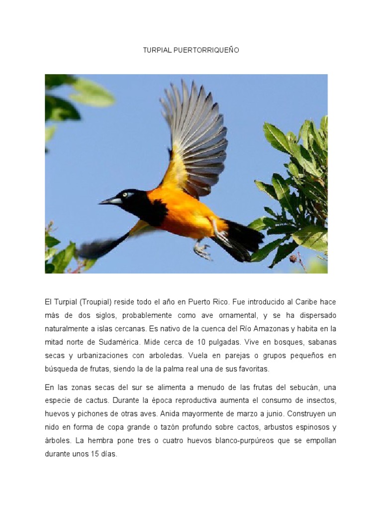 El Turpial Puertorriqueño: Hábitat y Alimentación | PDF | Hogar ...