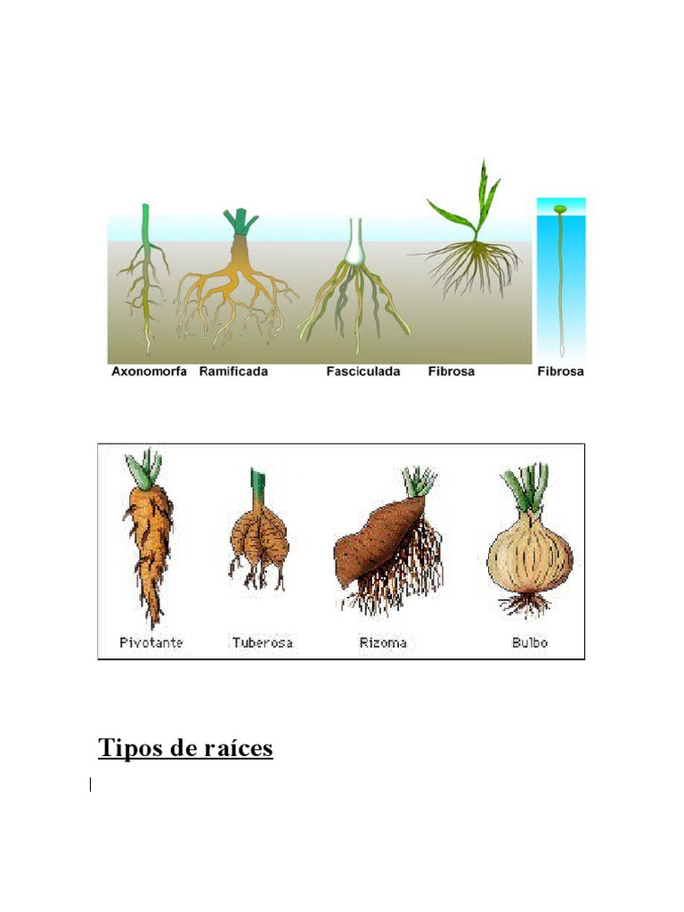 Tipos de Raíces | PDF | Raíz | Plantas