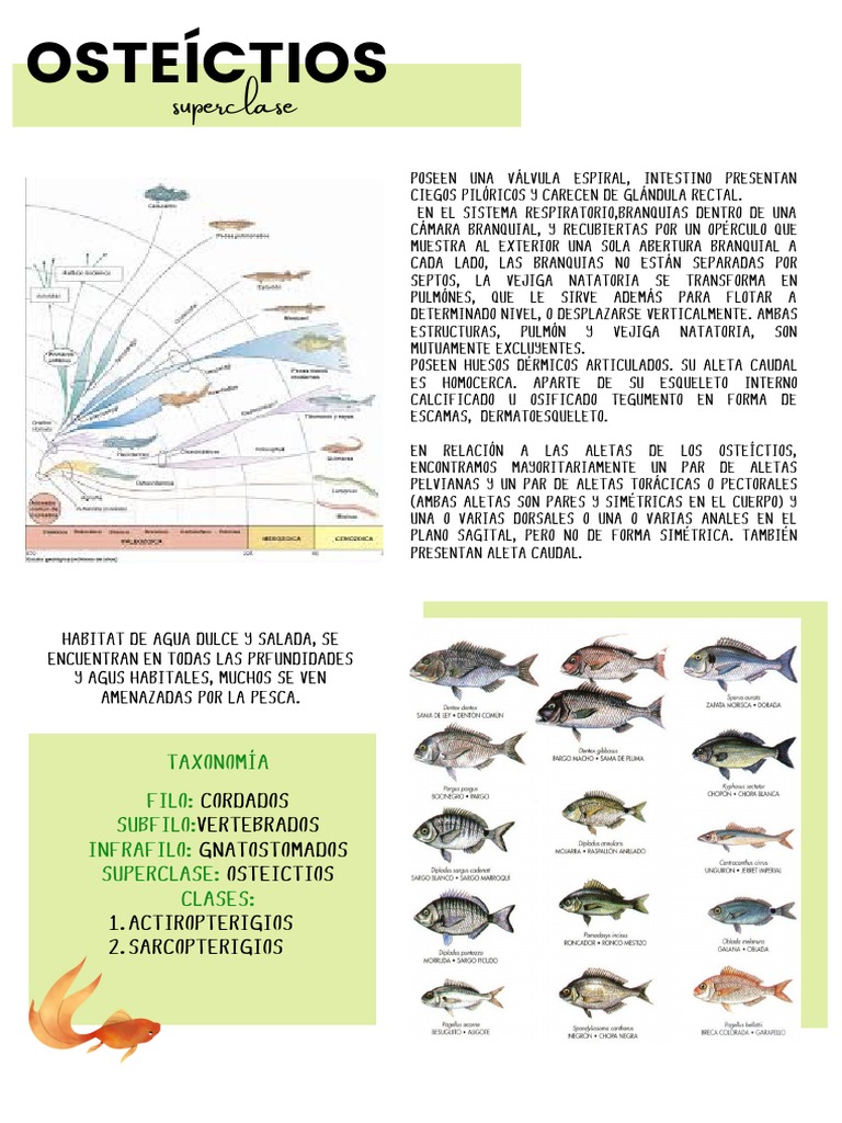 Osteíctios | PDF | Biología | Anatomía