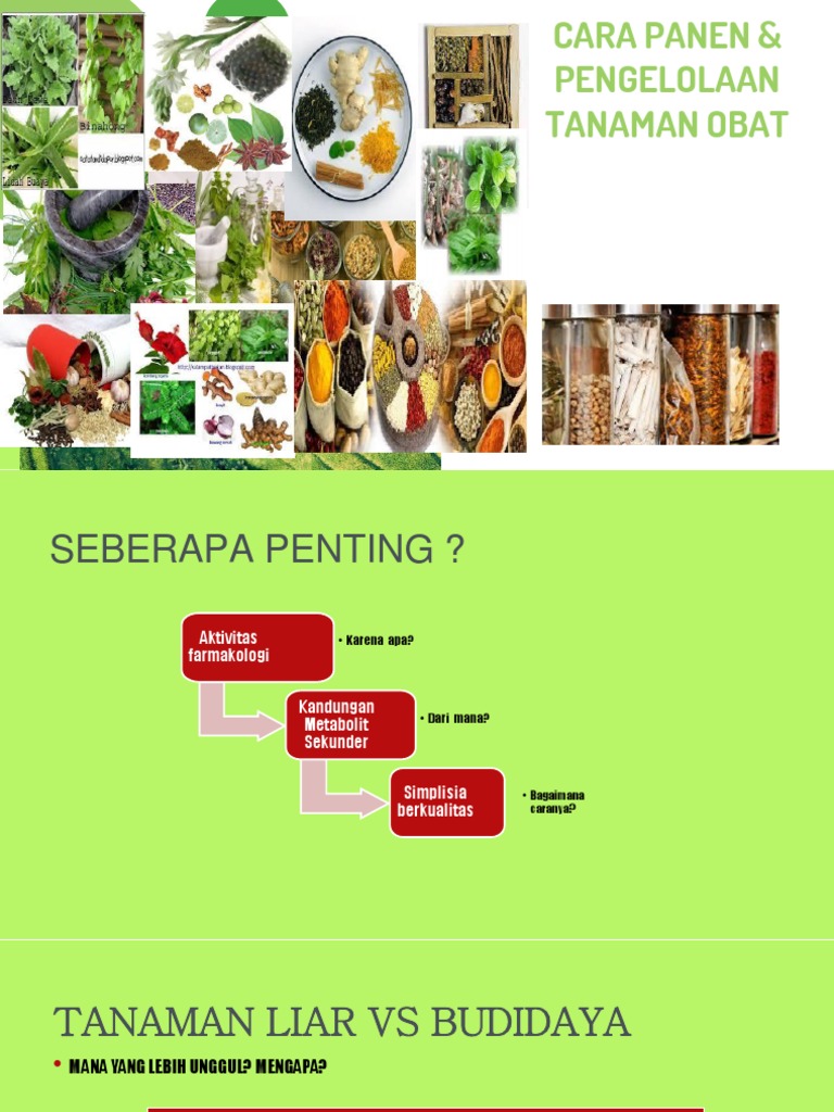 Cara Panen & Pengelolaan Tanaman Obat | PDF