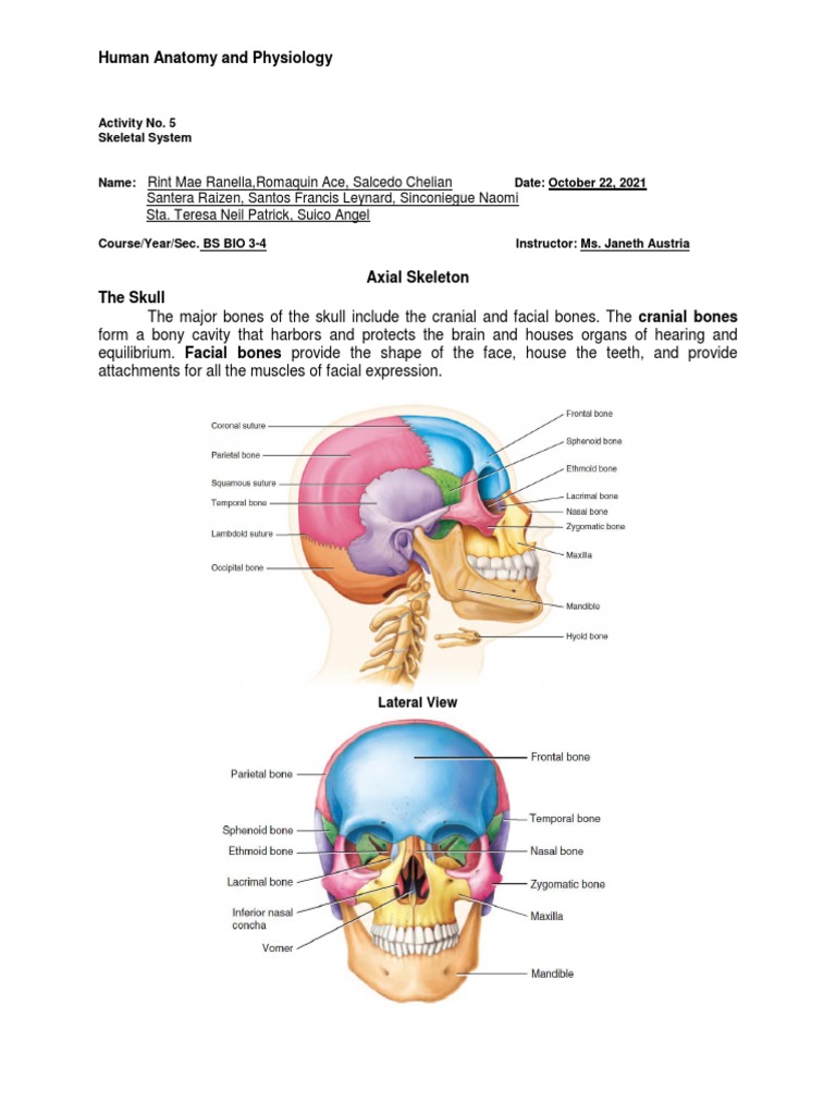 Anatomy of the Human Skeleton | PDF | Vertebra | Vertebral Column