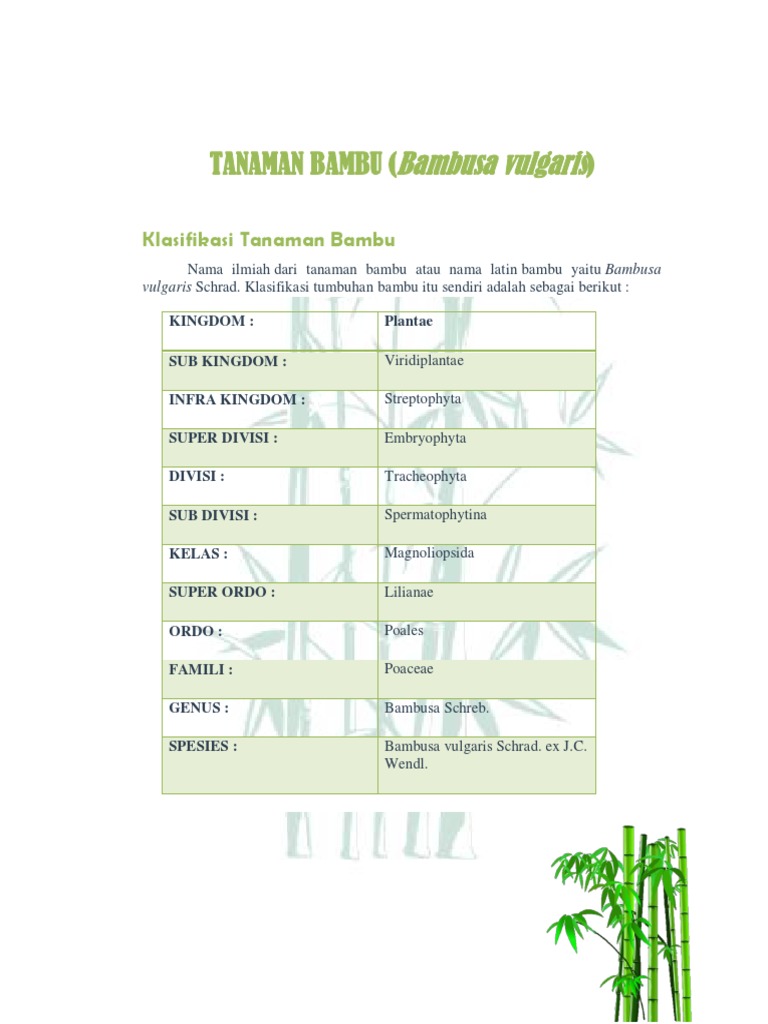Klasifikasi Dan Morfologi Tanaman Bambu - KLP 8 Reg B | PDF