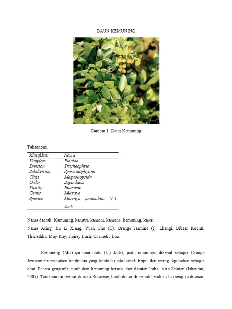 DAUN KEMUNING - Antihiperkolesterol | PDF