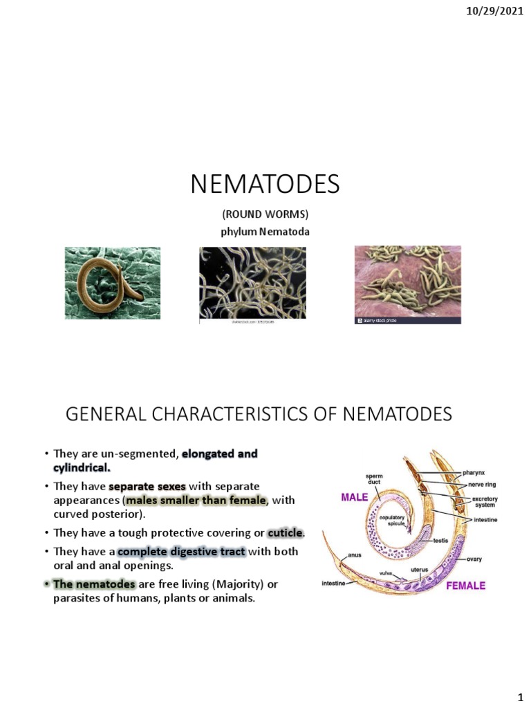 Overview of Medina Worm and Nematodes | PDF | Nematode | Epidemiology