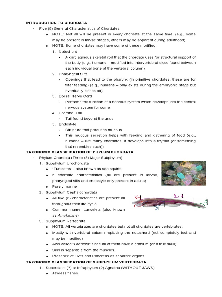 Overview of Chordata Characteristics | PDF | Amphibian