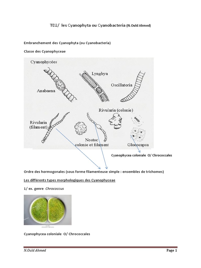 TD2 Cyanophyta | PDF
