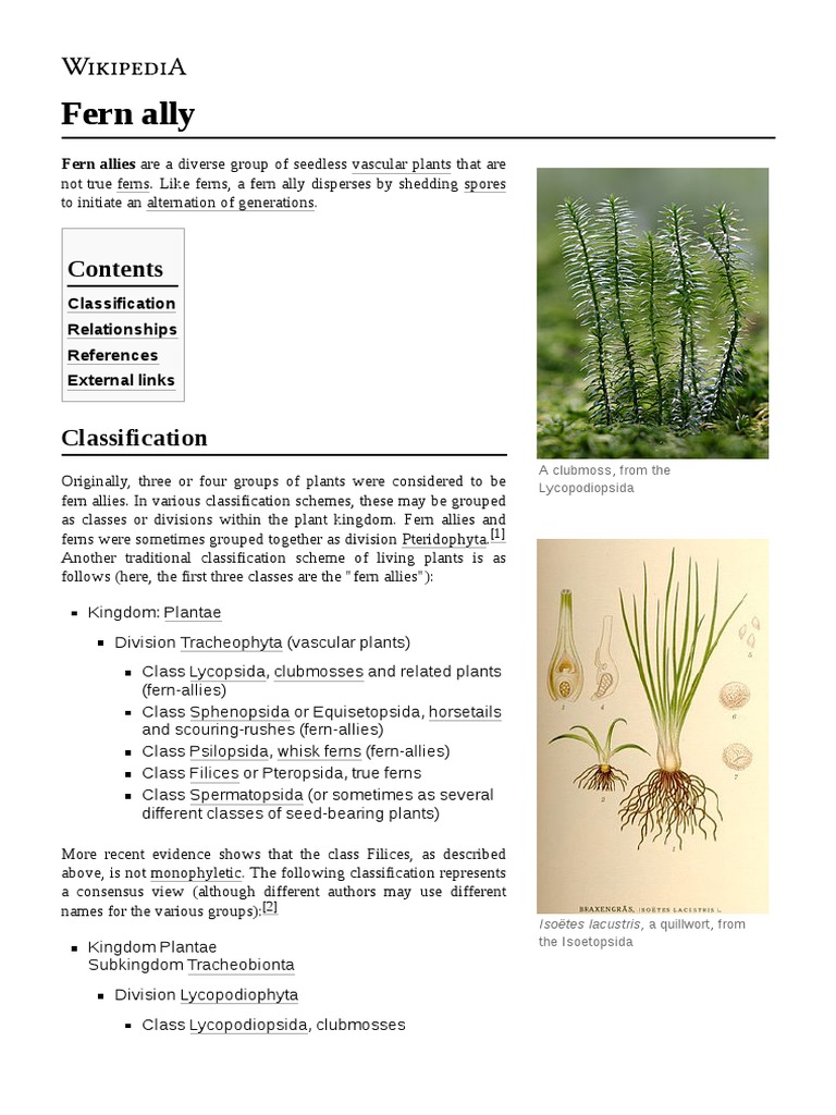 Fern Ally | PDF | Fern | Plants