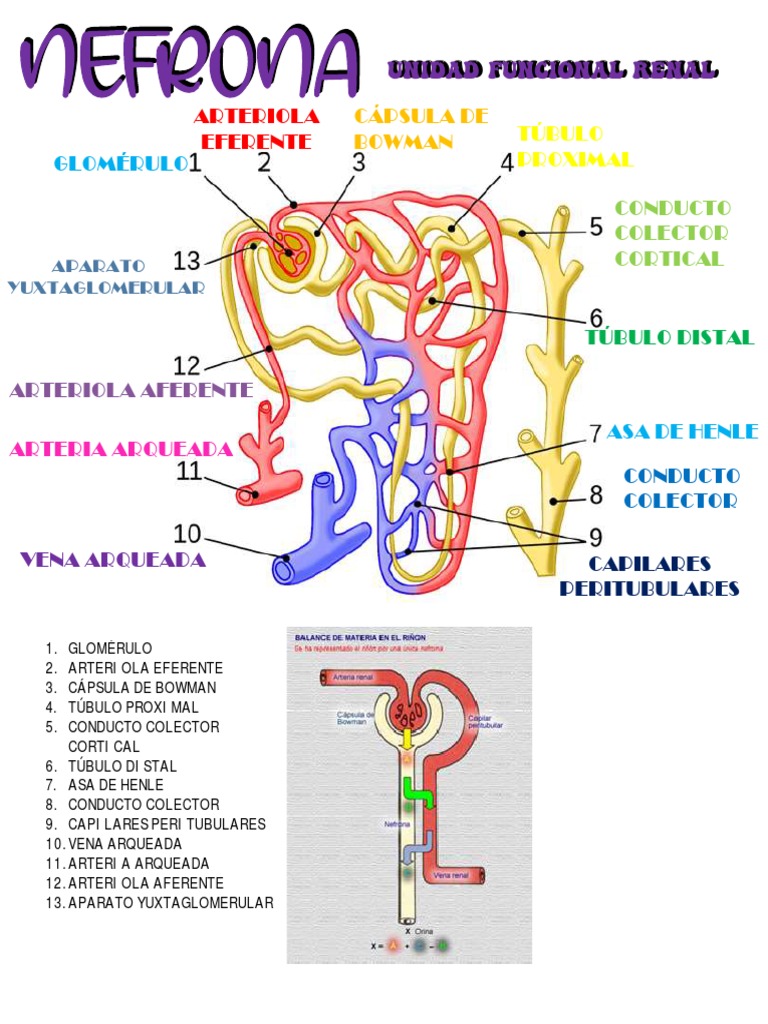 Nefrona | PDF | Riñón | Orina