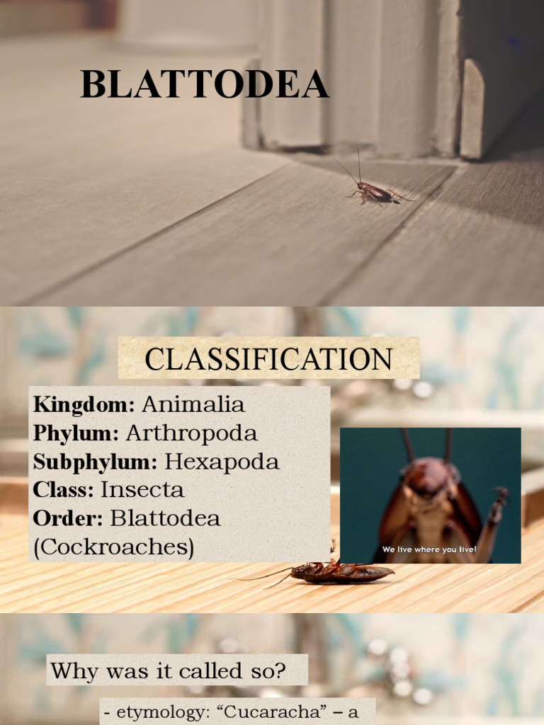 Blattodea | PDF | Insects | Zoology