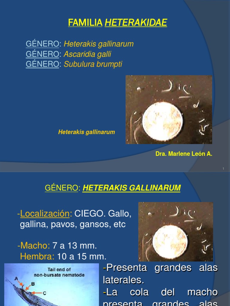Ciclo Biológico de Heterakis Gallinarum | PDF | Especialidades Medicas ...