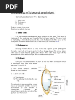Function and Role of Plumule in Seeds | PDF | Seedling | Biology
