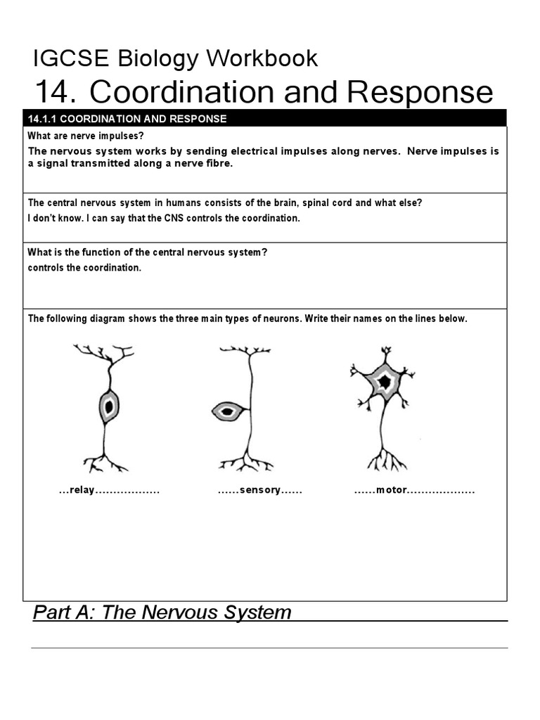 IGCSE Biology Workbook Chapter on Coordination and Response | PDF ...