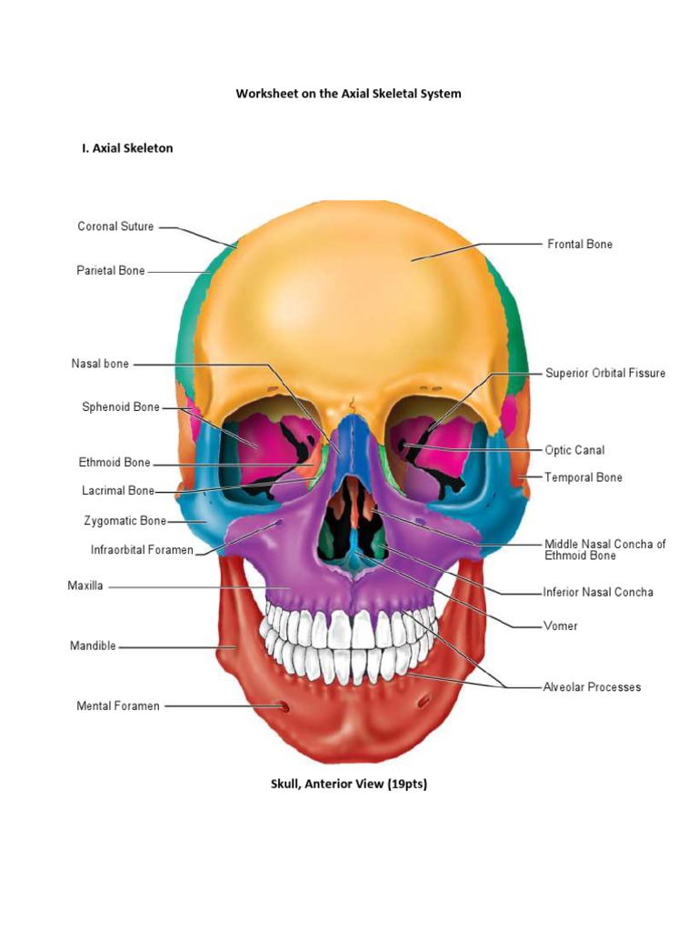 Axial Skeleton System Worksheet | PDF | Vertebra | Skeletal System