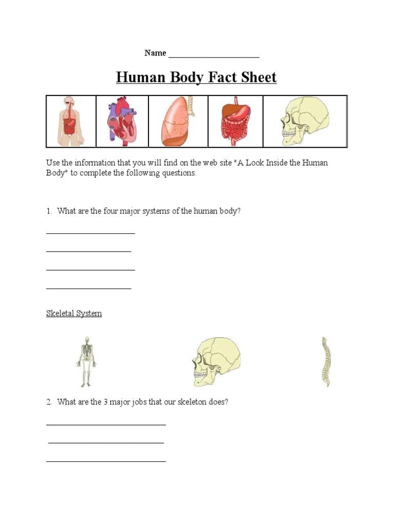 Human Body Fact Sheet: Name | PDF | Human Body | Respiratory System