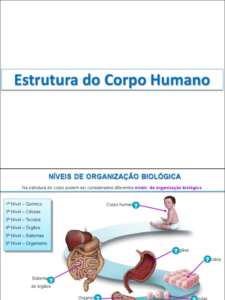 04 - Estrutura Do Corpo Humano | PDF | Corpo humano | Anatomia