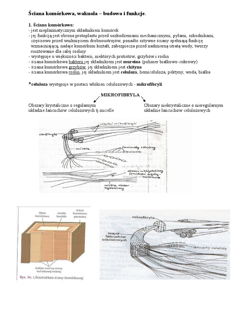 L - 15 Ściana Komórkowa, Wakuola - Budowa I Funkcje | PDF