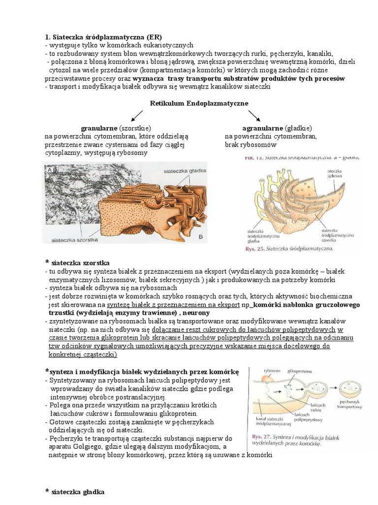 L - 12 Błony Wewnątrzkomórkowe - Siateczka Śródplazmatyczna, Aparat ...