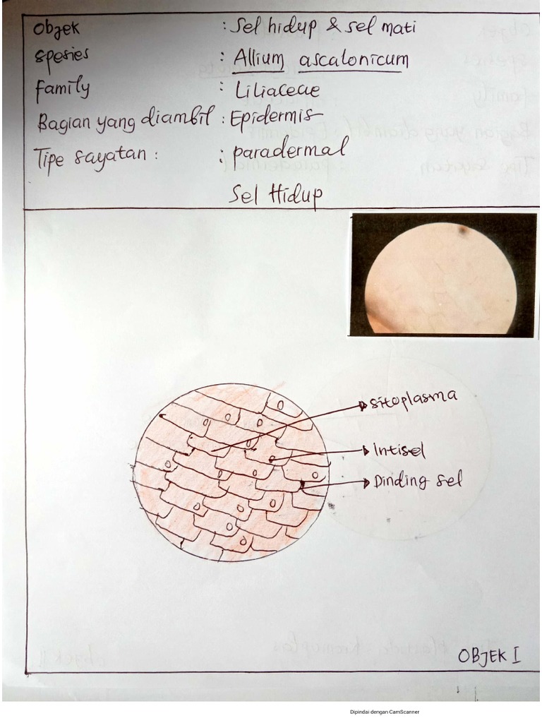 Sel Mati Dan Sel Hidup | PDF