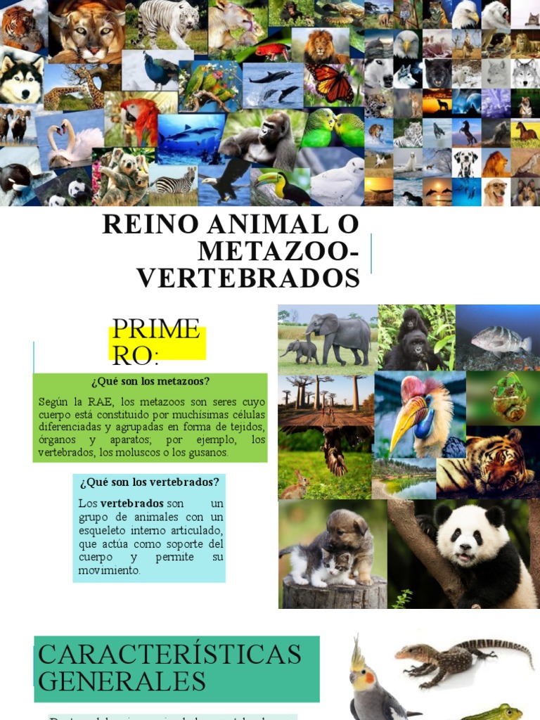 Reino Animal o Metazoo-Vertebrados | PDF | Vertebrados | Esqueleto