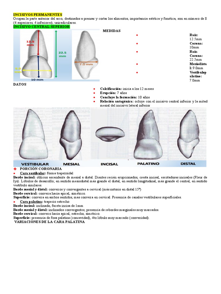 Dientes Permanentes | PDF | Ramas de Odontología | Boca