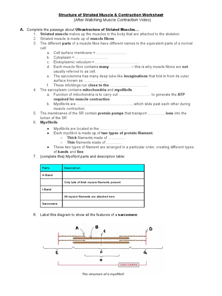 Worksheet After Muscle Contraction Video | PDF | Tissue (Biology ...