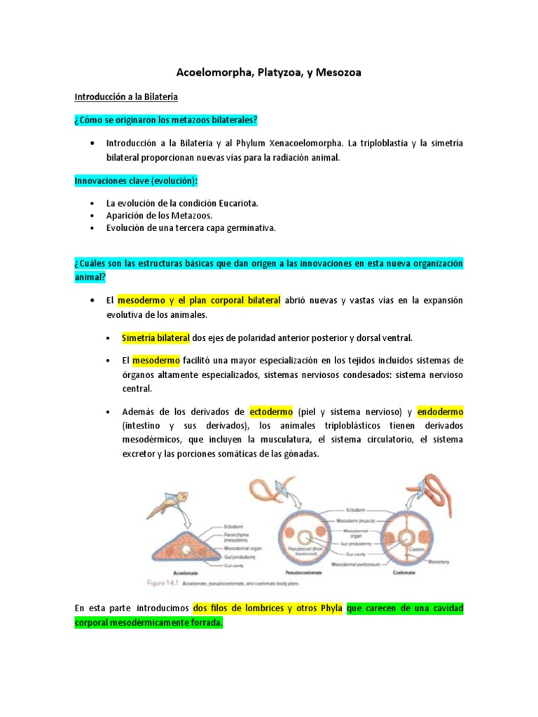 Acoelomorpha, Platyzoa, y Mesozoa | PDF | Anatomía | Zoología