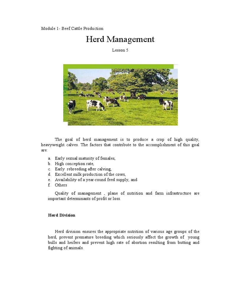 Herd Management in Beef Cattle Production | PDF | Cattle | Calf