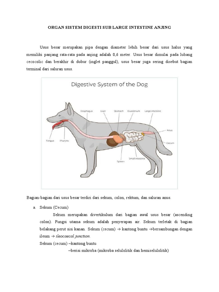 STRUKTUR DAN FUNGSI USUS BESAR PADA ANJING | PDF