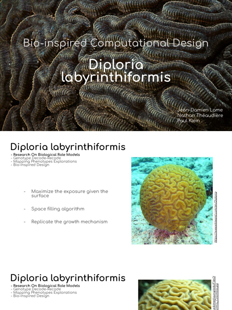 Bio-Inspired Design from Diploria Labyrinthiformis | PDF | Sphere | Biology