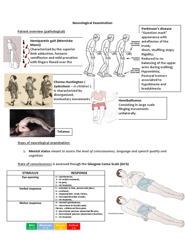Neurological Examination Overview | PDF | Brainstem | Anatomical Terms ...