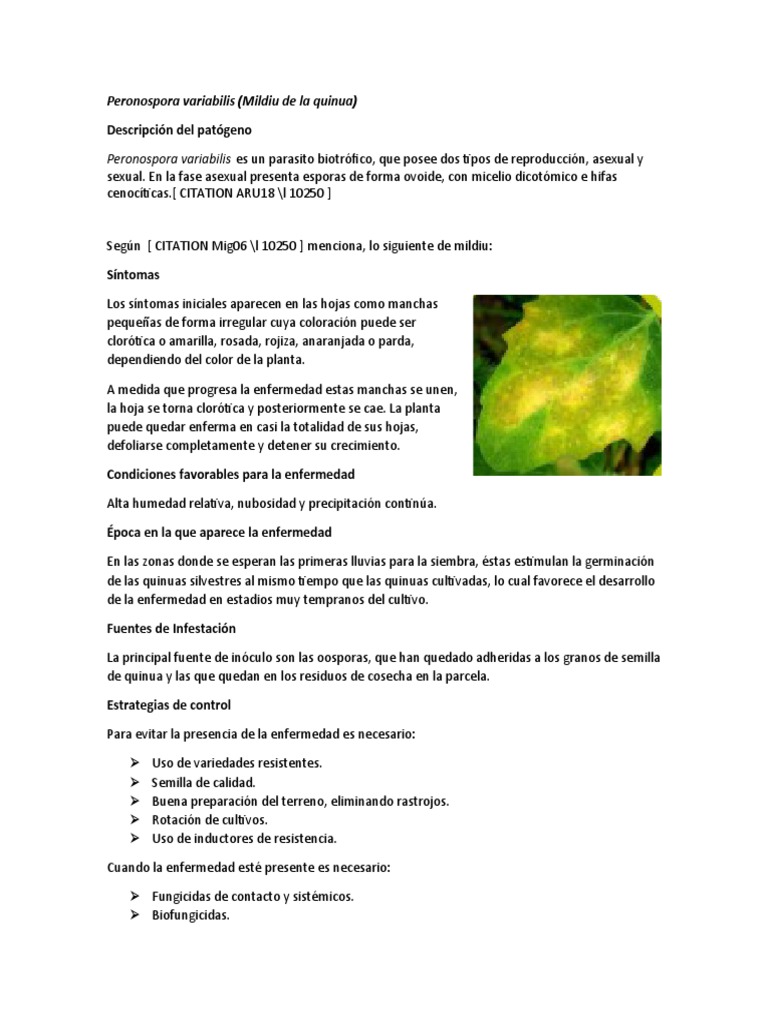Peronospora Variabilis y Ojo de Gallo | PDF | Hoja | Plantas