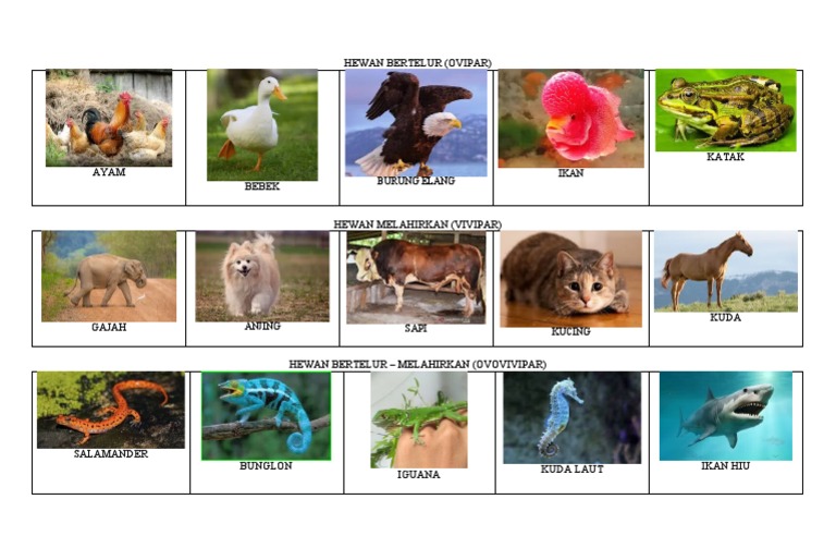 Hewan Ovipar, Vivipar, Dan Ovovivipar03 | PDF