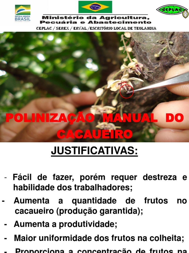 Manual De Polinização Manual Do Cacaueiro Técnicas Benefícios