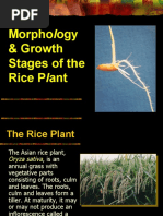 Profile of NSIC RC 160 and 218 | PDF | Crops | Agronomy