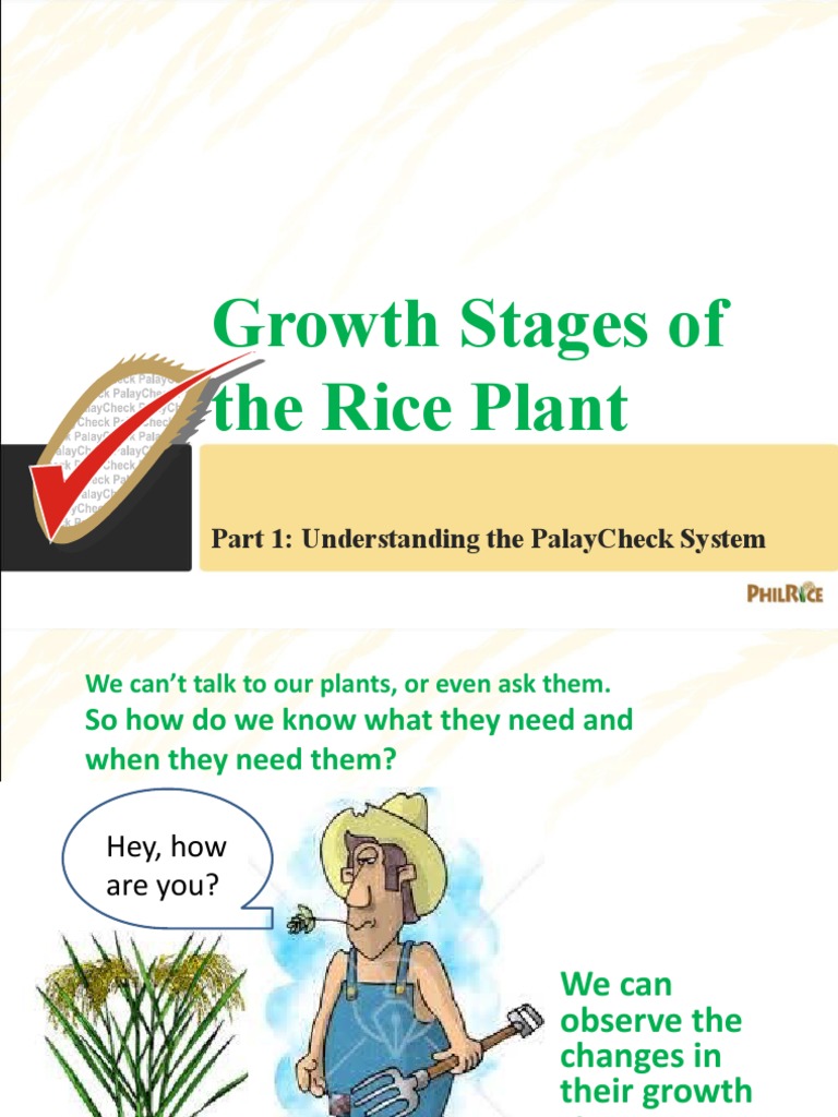 Rice Plant Growth Stages Explained | PDF | Germination | Seedling