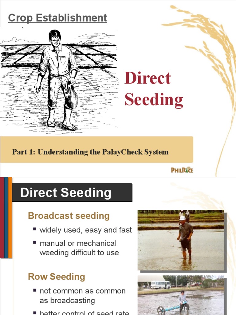 Understanding Direct Seeding Methods for Rice Establishment | PDF ...