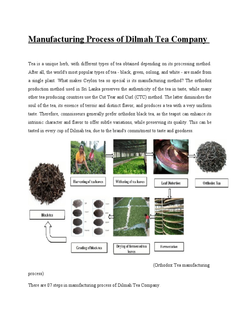 Dilmah Orthodox Tea Manufacturing Process | PDF | Tea | Clothes Dryer