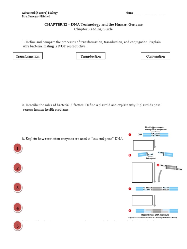 DNA Technology and The Human Genome Worksheet | PDF | Polymerase Chain ...