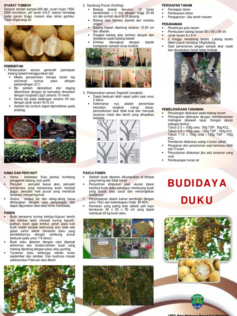 Panduan Budidaya Duku | PDF