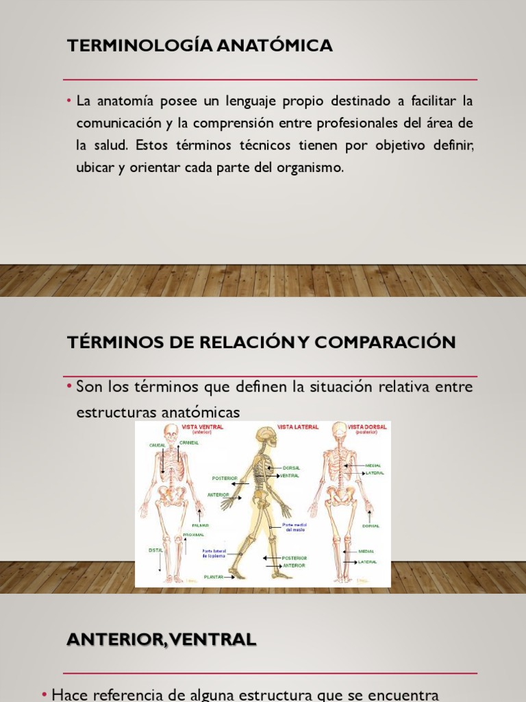 Terminologia Anatomica | PDF | Términos anatómicos de ubicación | Pie