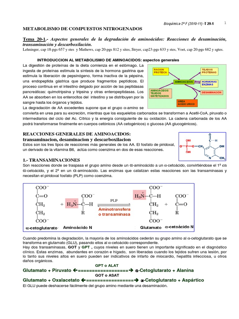 Metabolismo de aminoácidos: transaminación, desaminación y ...