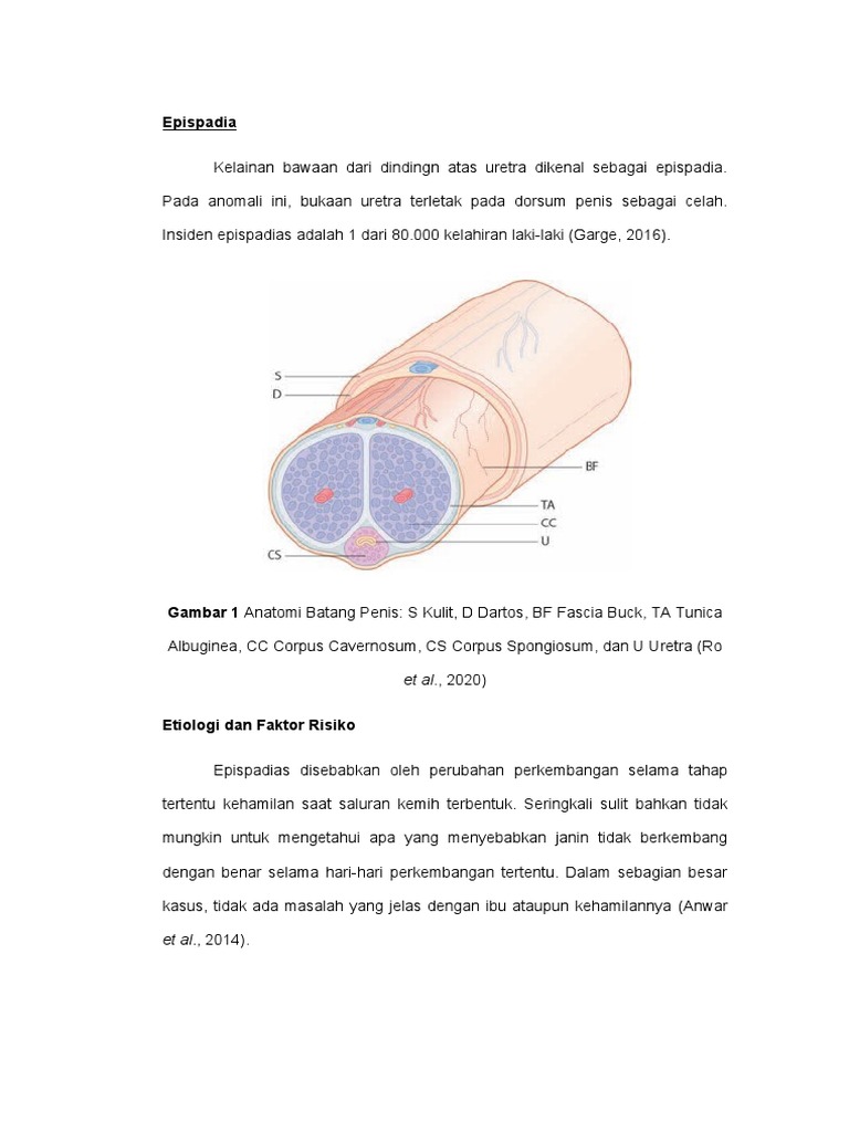 (EE) Epispadia Hipospadia | PDF