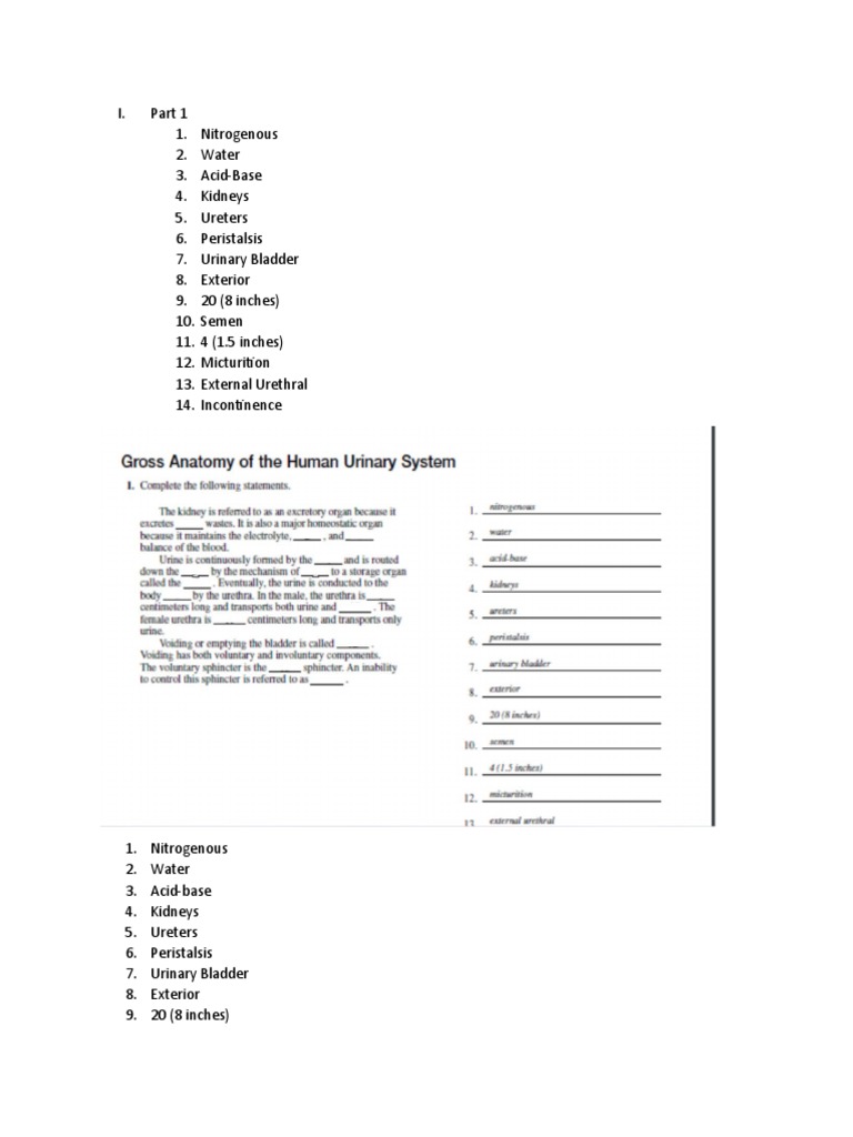 Answer Keys Urinary System | PDF
