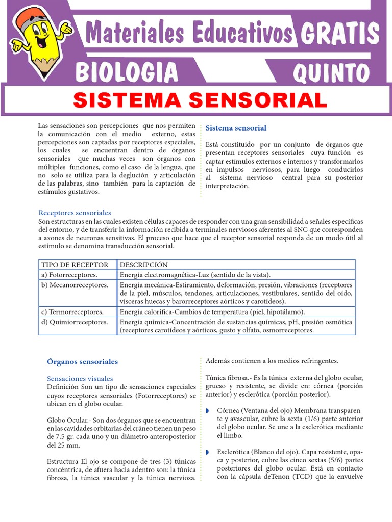 ORGANOS SENTIDOS para Quinto Grado de Secundaria | PDF | Oído ...