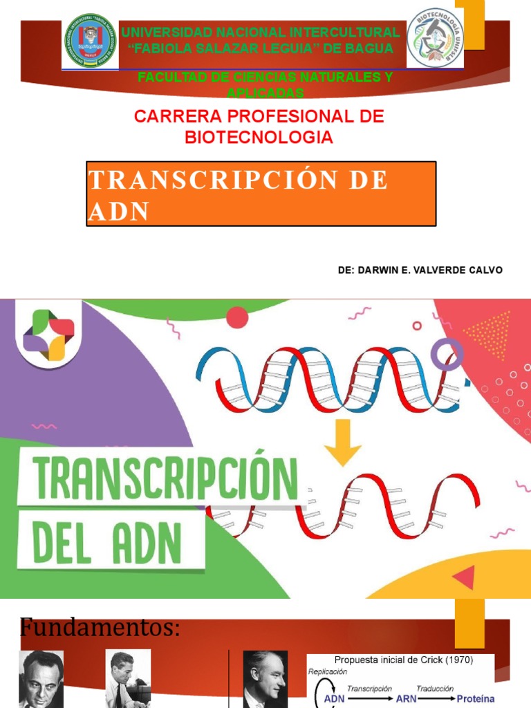 Transcripción de Adn | PDF | Rna | Rna Splicing