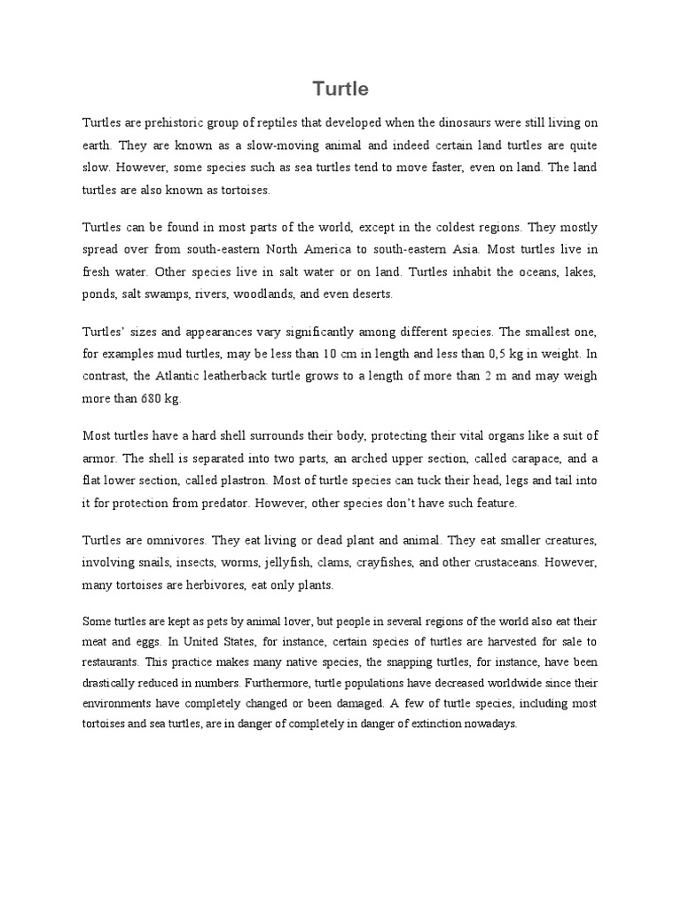 Text Report Turtle | PDF