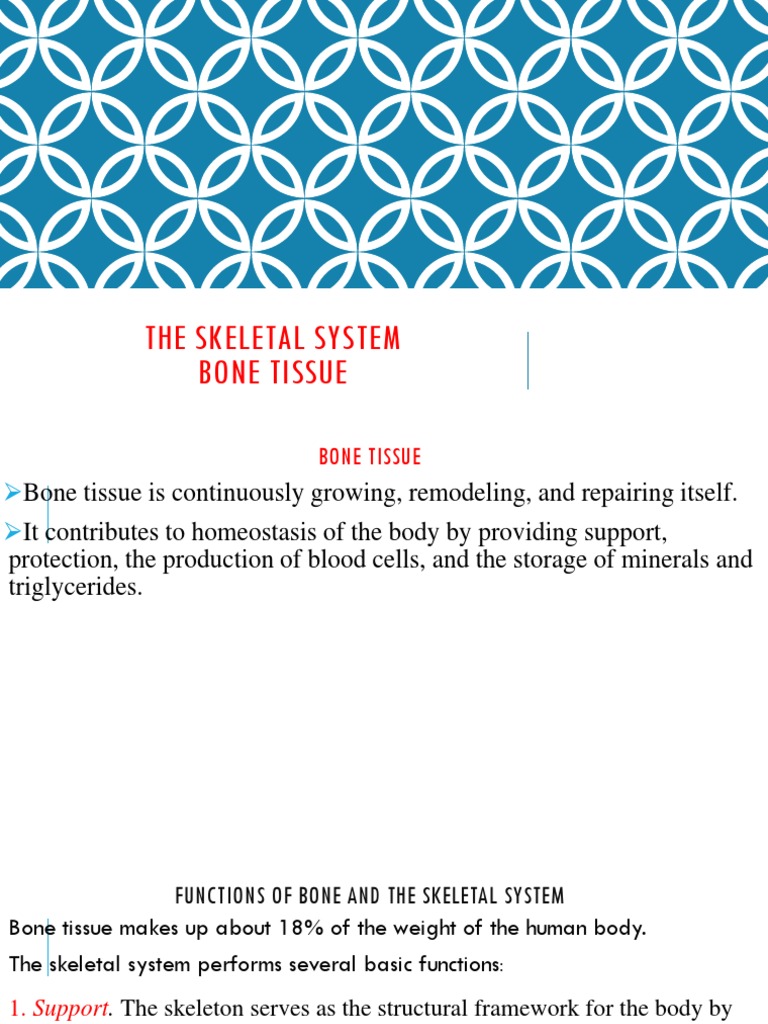 4.3 Bone Tissue | PDF | Anatomical Terms Of Motion | Bone