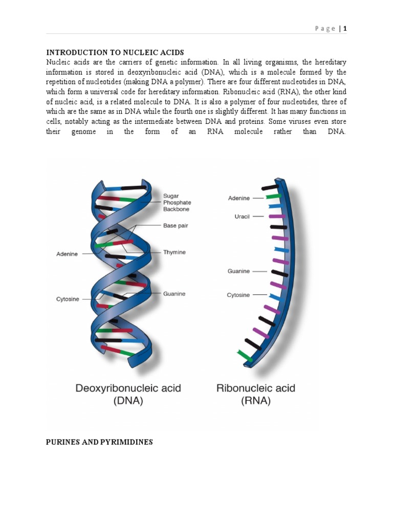 Introduction To Nucleic Acids | PDF | Nucleotides | Rna