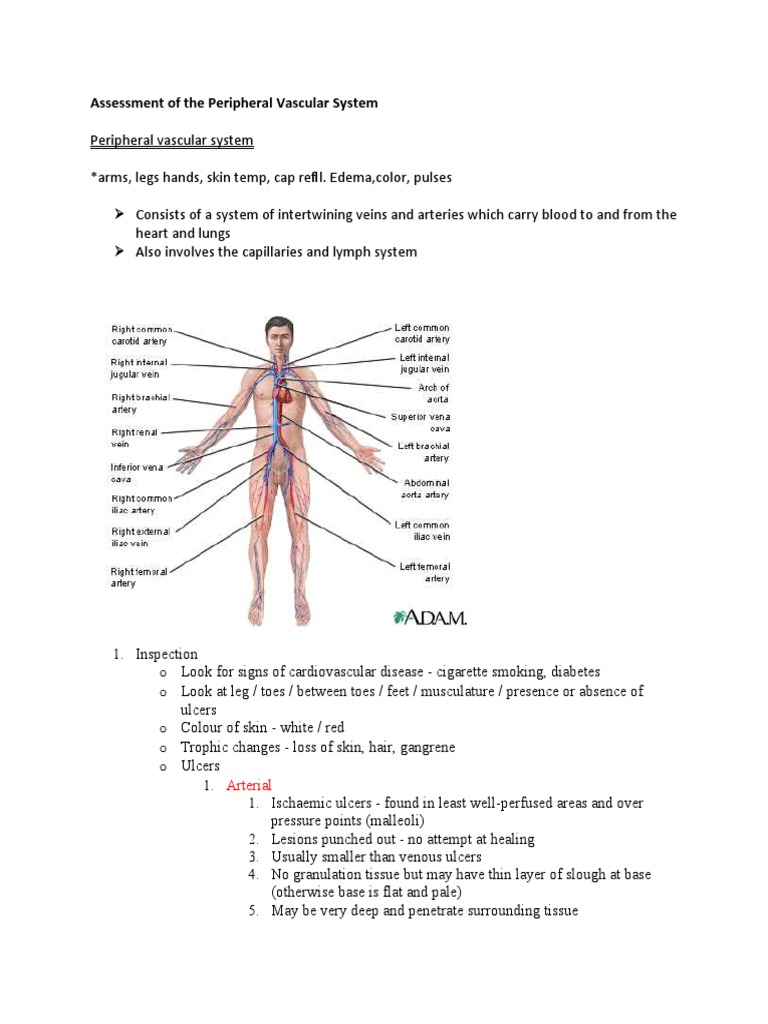 Peripheral Vascular System Assessment Guide | PDF | Pulse | Vein
