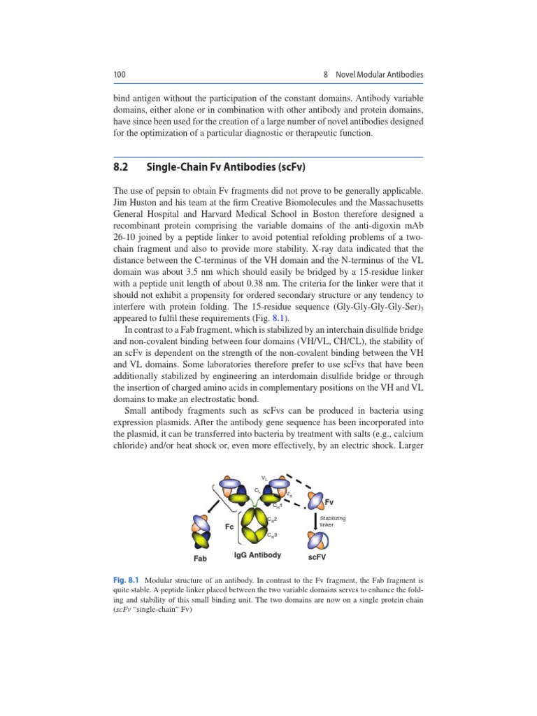 Single-Chain FV Antibodies (SCFV) | PDF | Antibody | Protein Domain